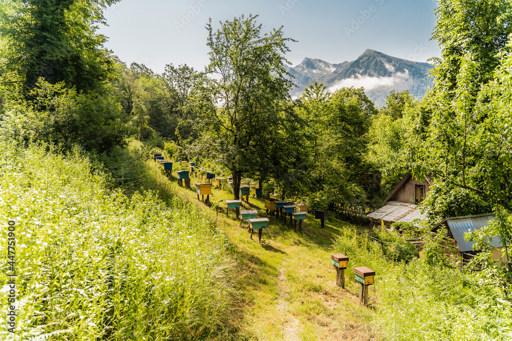 Apiary of bees in protected area of foothills, in the forest background ...