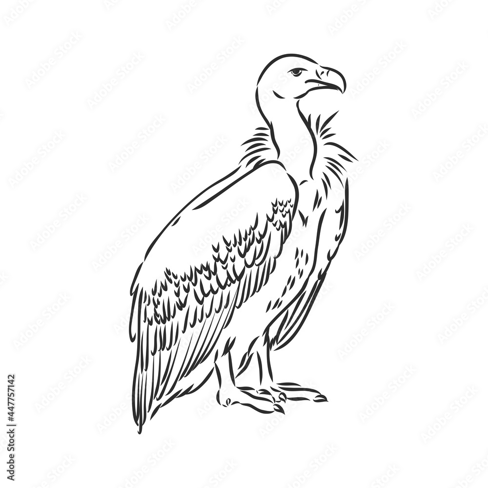 Vulture illustration, drawing, engraving ink, line art, vector Stock ...