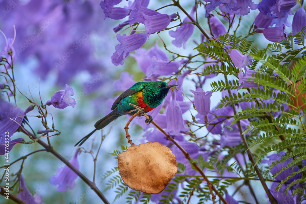 Beautiful sunbird, Cinnyris pulchella, sparkling green and red colored ...