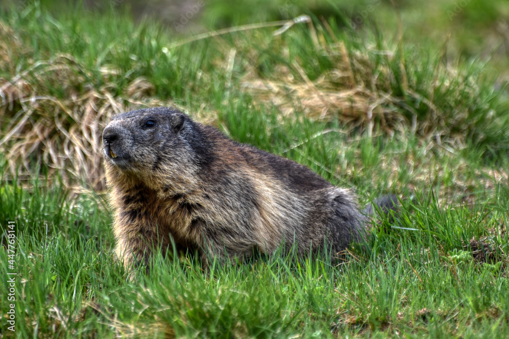 Murmeltier, Murmeltiere, Mankei, Munggen, Nagetier, Erdhörnchen ...