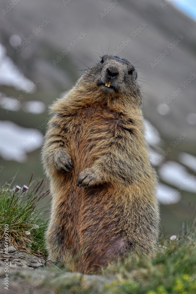 Murmeltier, Murmeltiere, Mankei, Munggen, Nagetier, Erdhörnchen ...