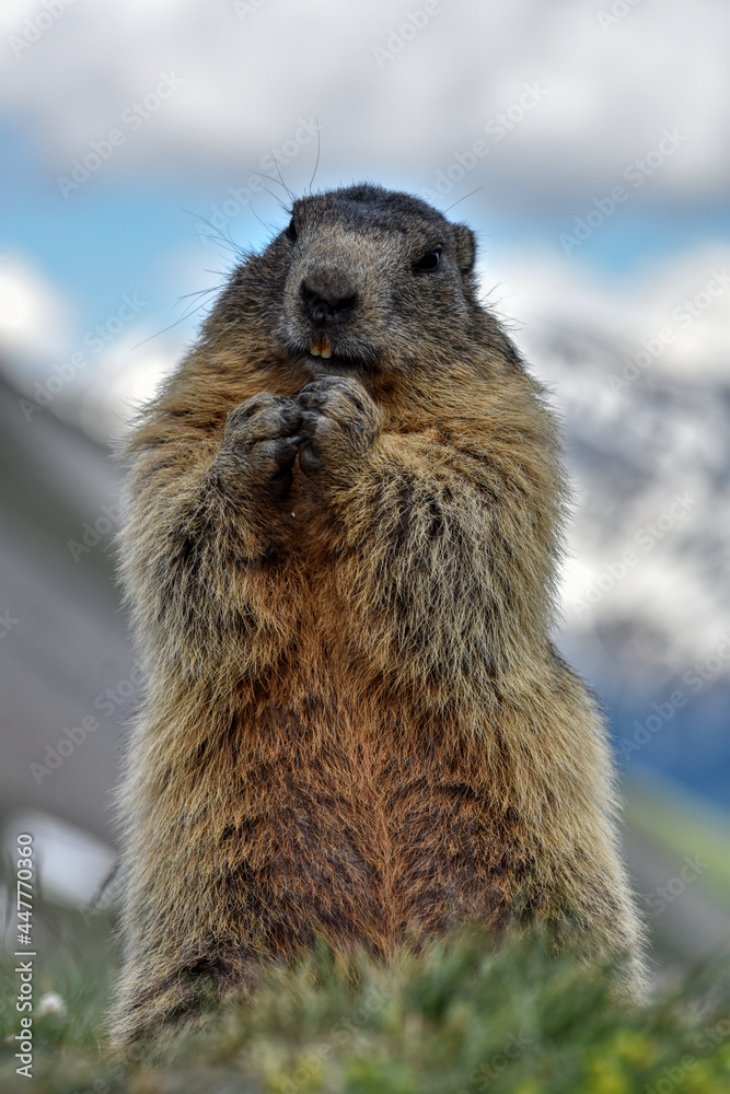 Murmeltier, Murmeltiere, Mankei, Munggen, Nagetier, Erdhörnchen ...