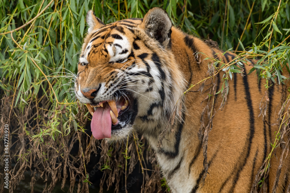 Siberian Tiger Showing its Teeth Stock Photo | Adobe Stock