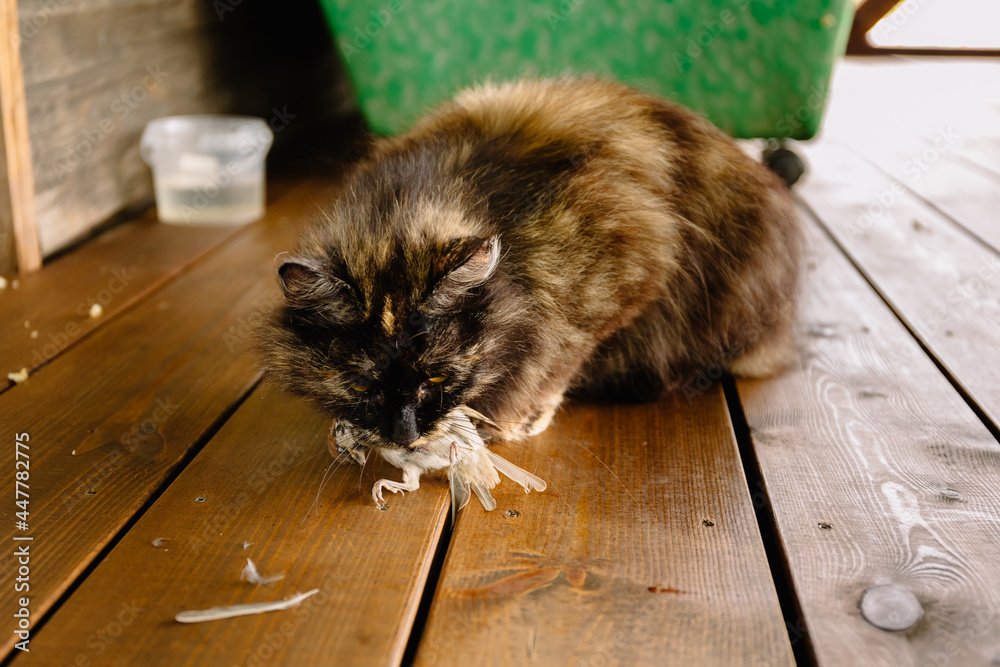 Cat with a caught dead bird under its paw. Kitty killed the sparrow ...