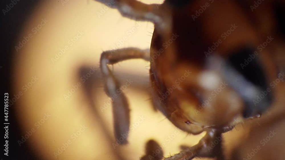 Macro Footage Under Microscope Of The Head Of Brown Cockroach Moving Its Jaws Closeup View Of A