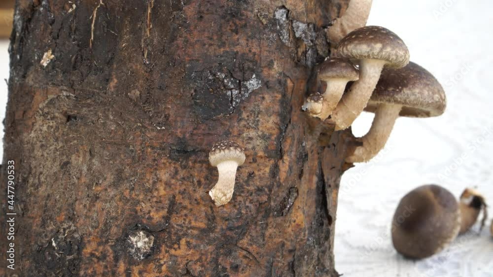An example of shiitake mushroom growing. A close-up view of the wood ...