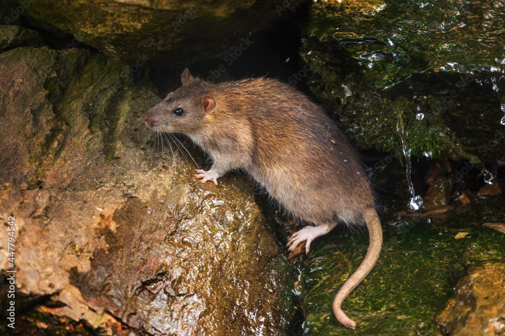 Fotka „Wild brown rat, Rattus norvegicus, near burrow in stones. Rodent ...