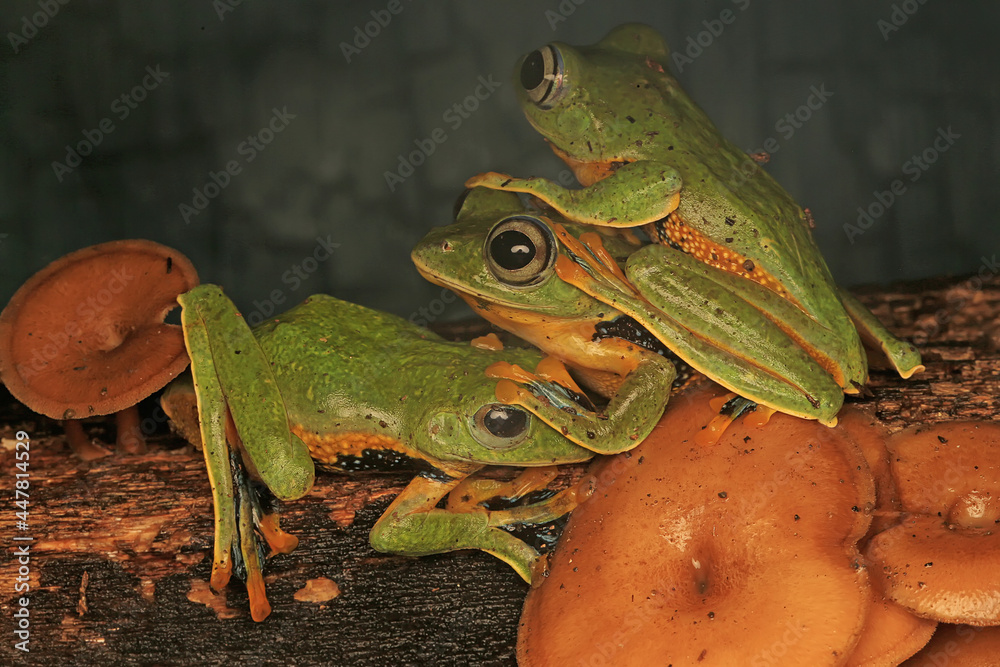 Three green tree frogs (Rhacophorus reinwardtii) are hunting for prey ...
