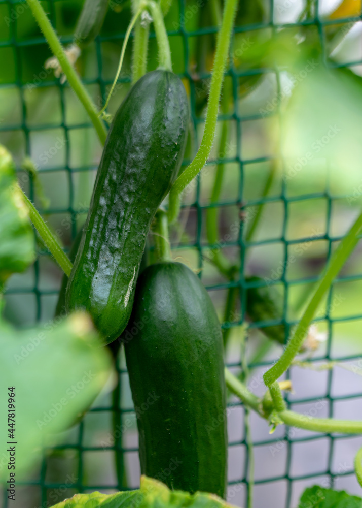 cucumbers of different shapes and sizes, growing vertically at a ...