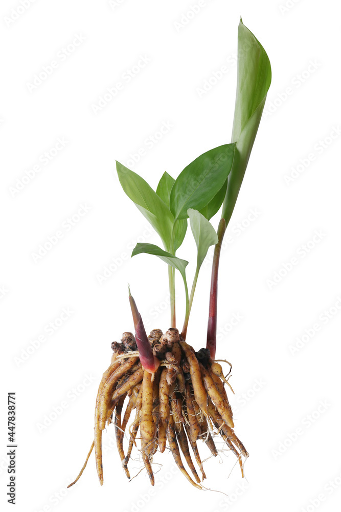 Finger root or Chinese ginger (Boesenbergia rotunda) a medicinal and ...