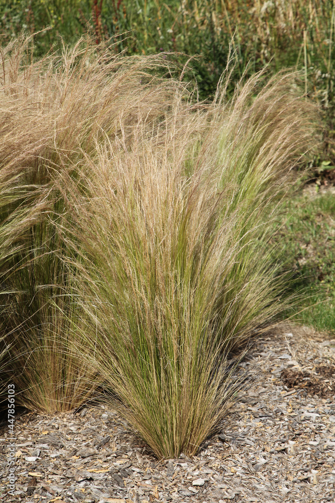 Graminée stipa tenuissima dans des massifs Stock Photo | Adobe Stock
