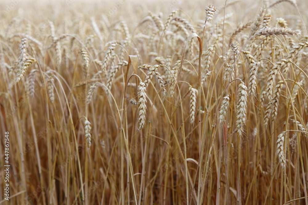 Beautiful yellow wheat on Russian field at summer day, cereals harvest ...