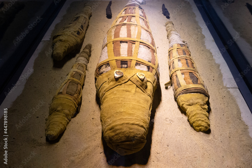 Mummified crocodiles ( Kom Ombo - Egypt ) Stock Photo | Adobe Stock