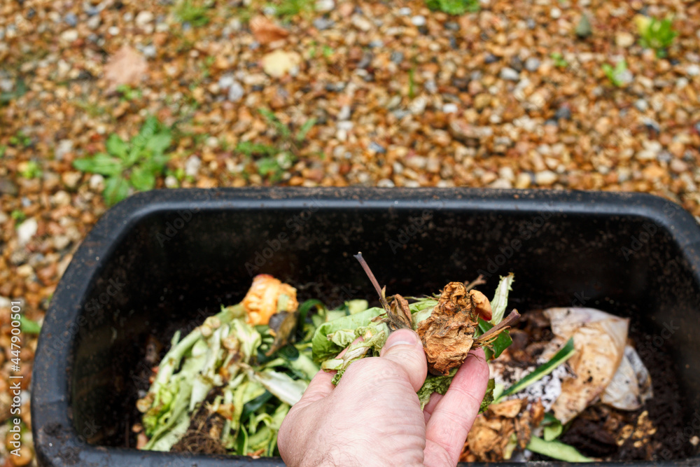 The hand of a caucasian man composting food waste in the container ...