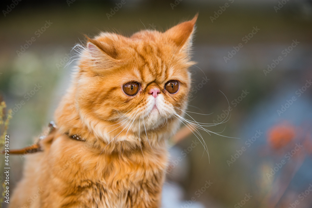 Orange Himalayan Persian Cat