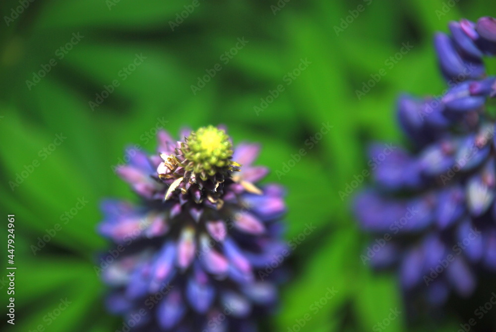 Lupine flower on the background of nature. Lupinus is a wolf flower ...