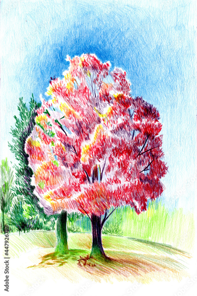 Tree Drawing Color Pencil