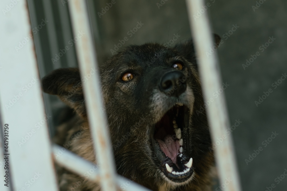 An angry dog barks behind a horror-style grille in green toning and ...