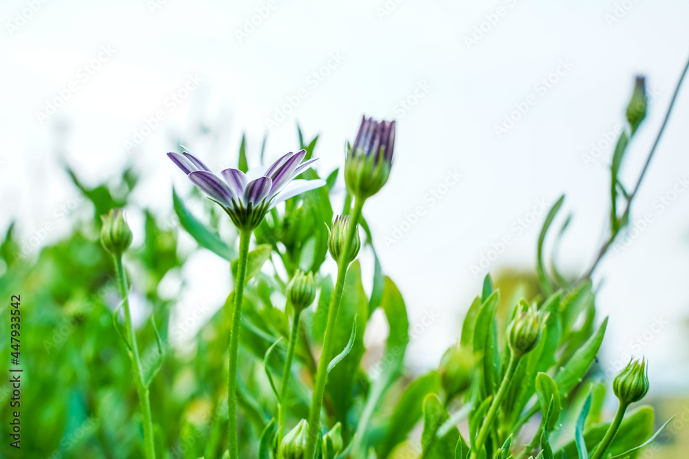 Focus on the underside of a blue disc daisy growing outdoors. Petals ...