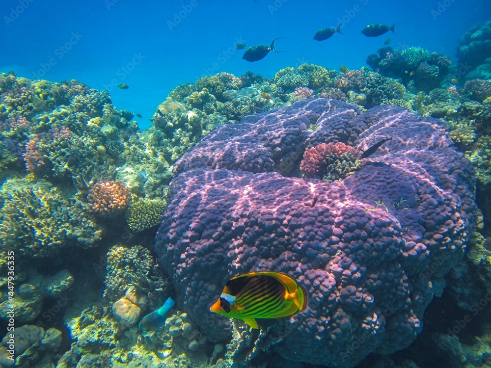 Underwater photography of the Red Sea reefs in South Sinai Stock Photo ...