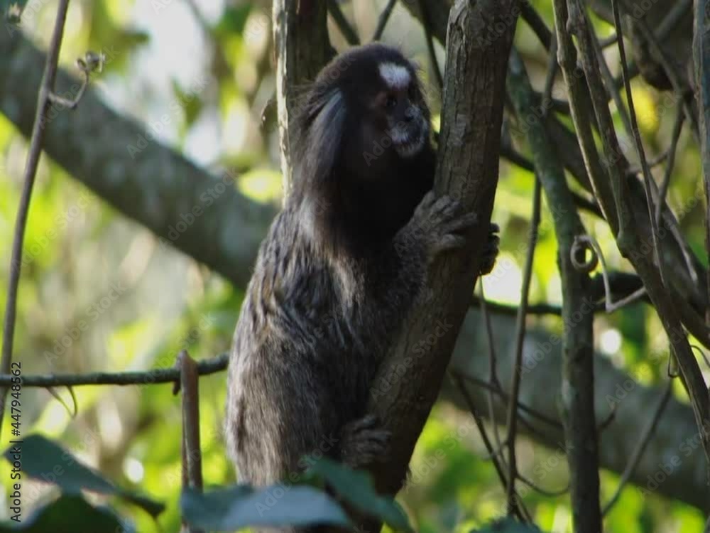 The black tufted marmoset, Callithrix penicillata, at the top of the ...
