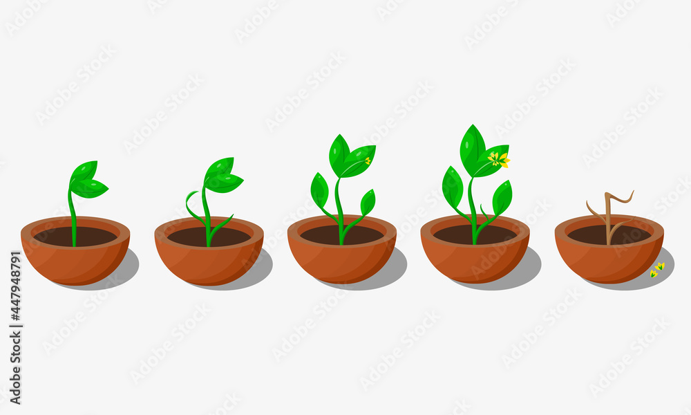 Plant growth stages. The life cycle of the plant. Flat vector ...