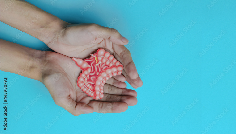 hands holding intestine shape, healthy bowel degestion, leaky gut ...