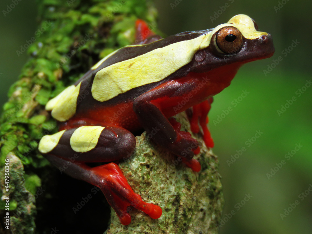 Dendropsophus leucophyllatus - perereca-de-moldura Stock Photo | Adobe ...