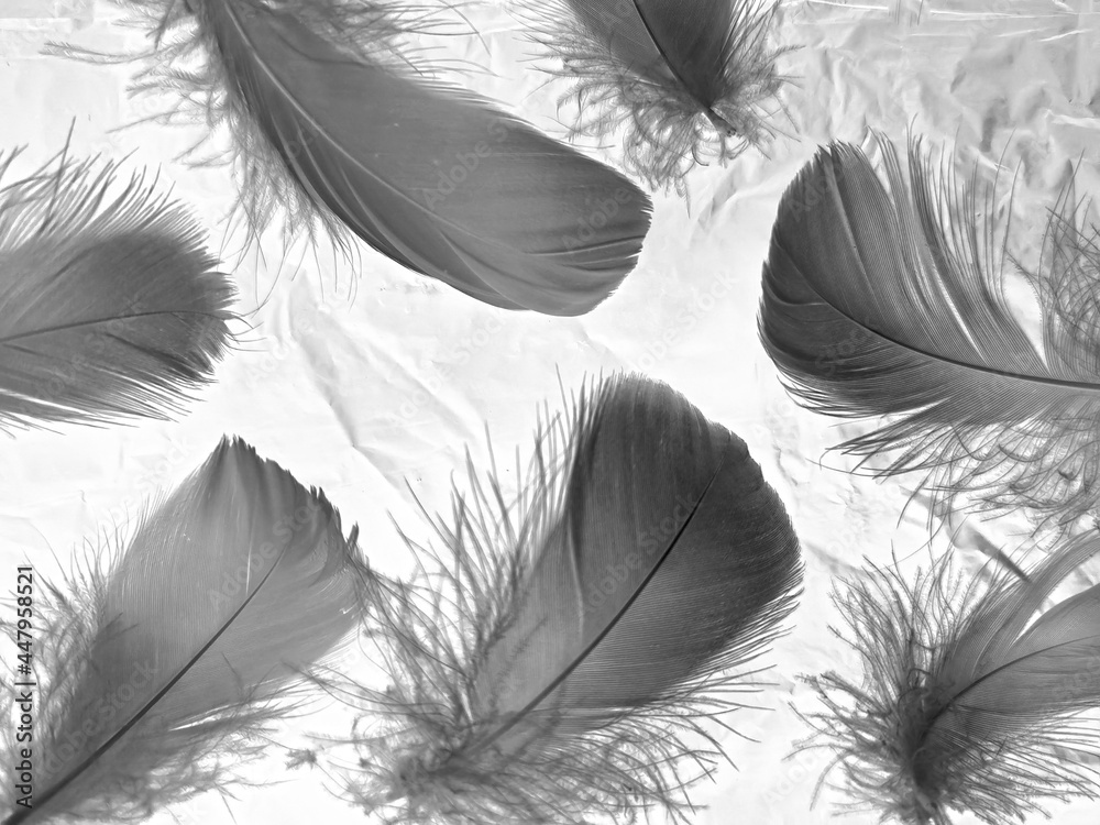 Beautiful abstract black feathers on white background and soft white ...