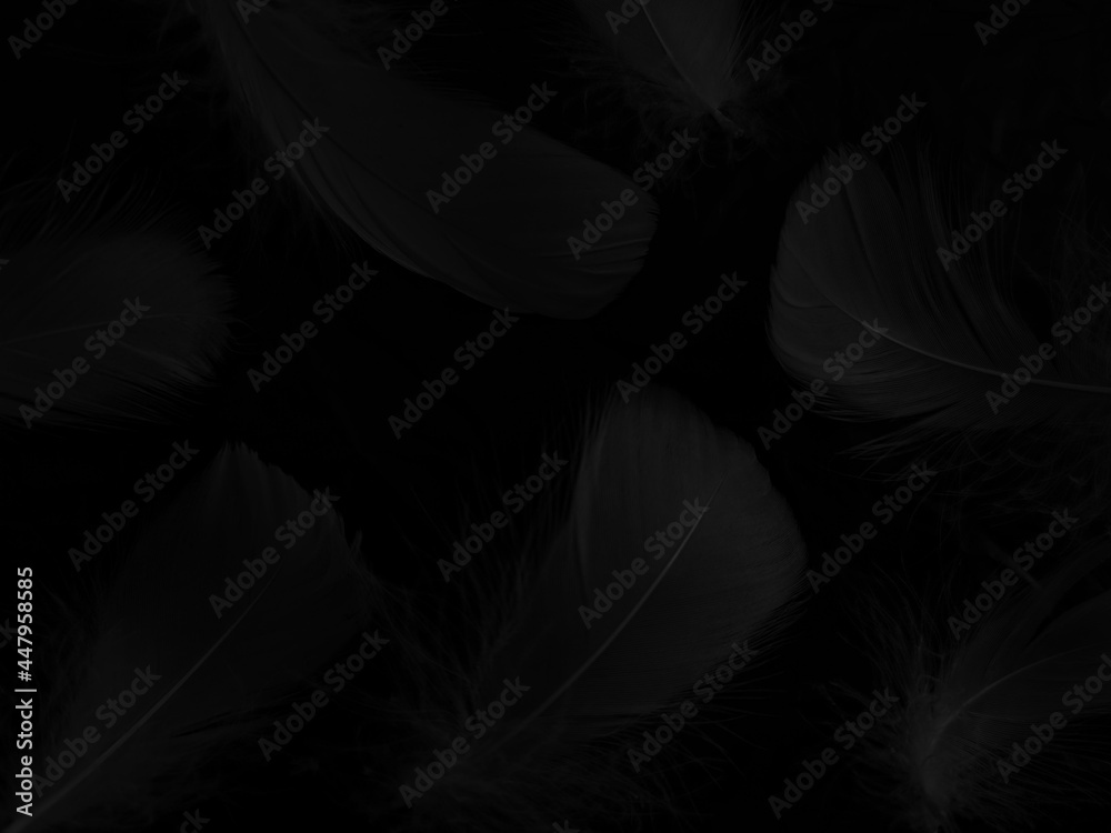 Beautiful abstract gray feathers on black background, soft white ...