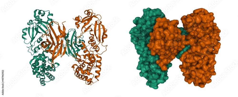 Structure of diphtheria toxin dimer, 3D cartoon and Gaussian surface ...