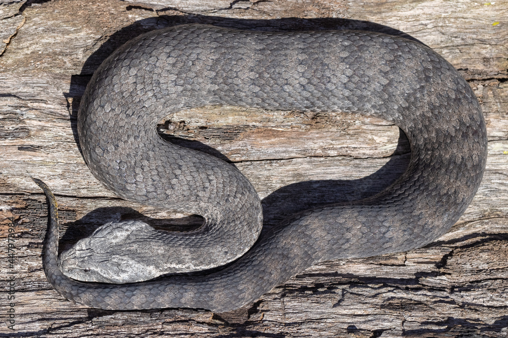 Australian Common Death Adder Snake Stock Photo | Adobe Stock