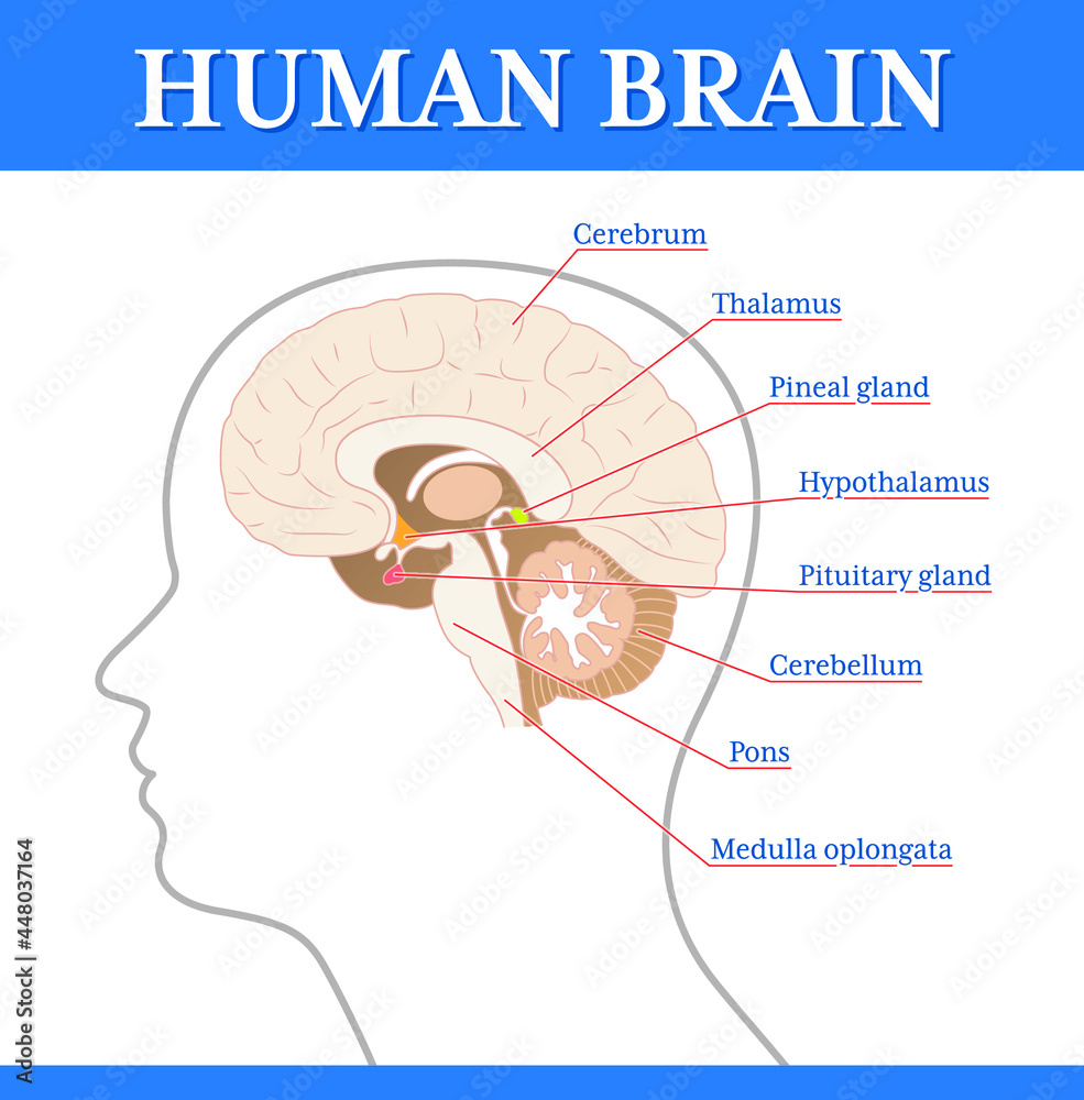 Human brain anatomy vector EPS file available Stock Vector | Adobe Stock