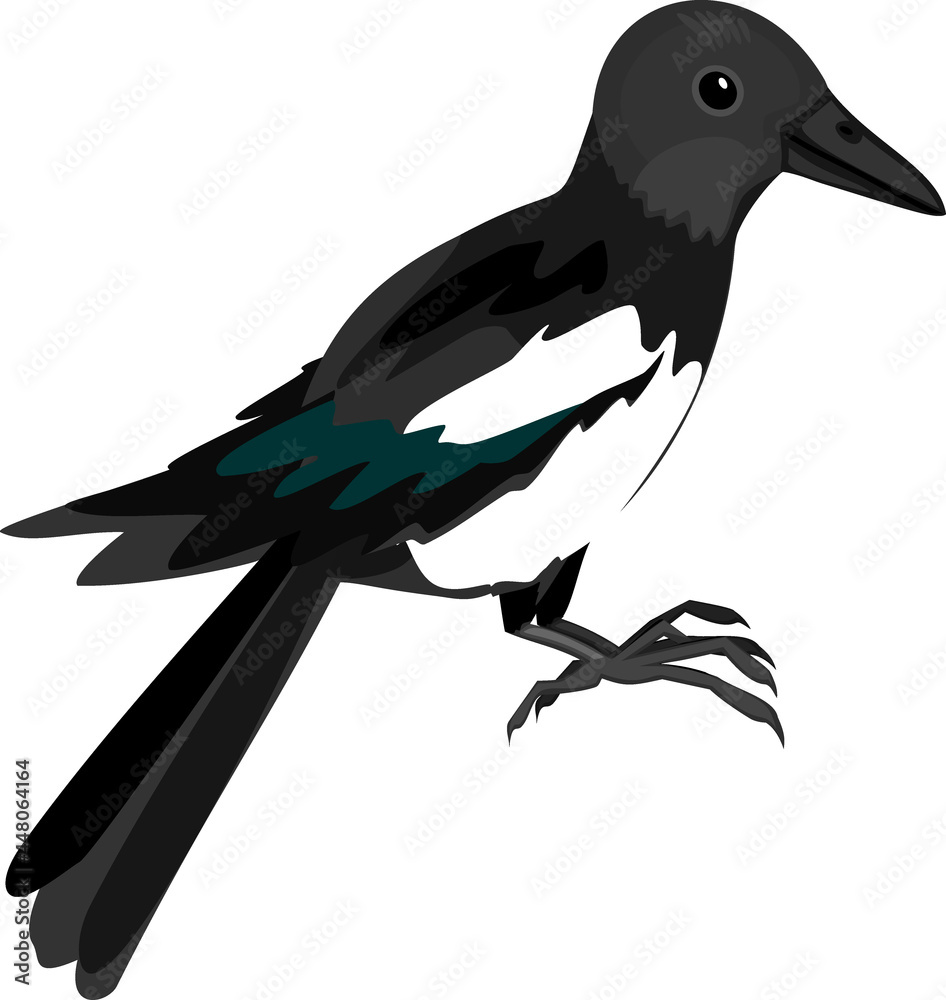 Cartoon eurasian magpie or Common magpie (Pica pica) isolated on white ...