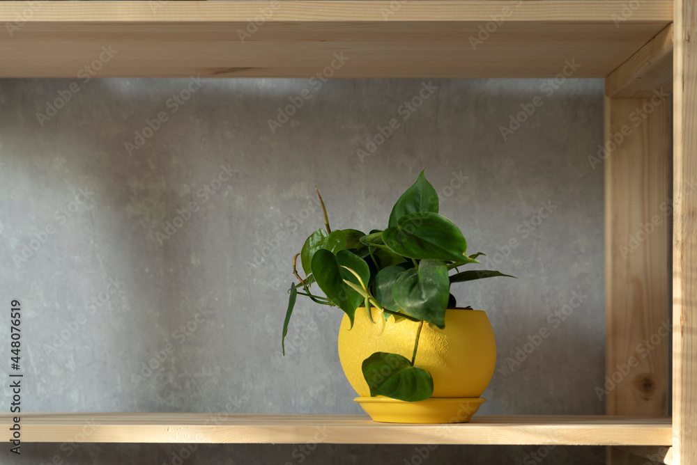 Indoor plant in bright yellow pot stay on shelf. Scandens plant in the ...
