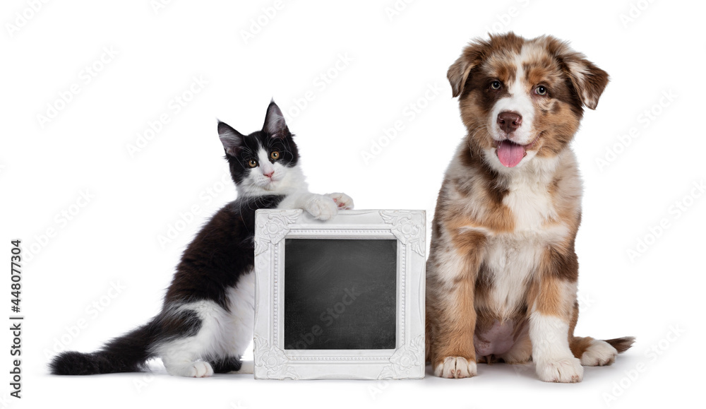 Cute red merle white with tan Australian Shepherd aka Aussie dog pup ...