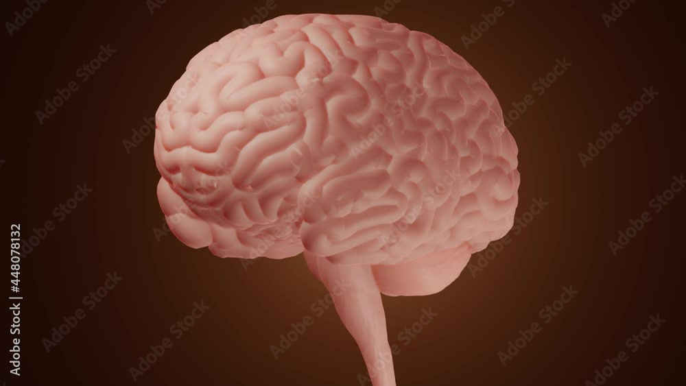 Human brain anatomy 3d animation Stock Video | Adobe Stock