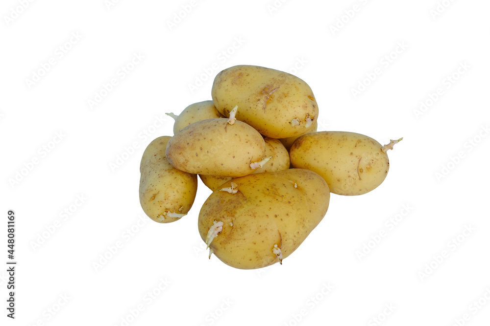 closeup young sprouted potato with long sprouts on white isolated ...