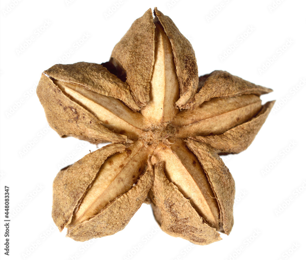 Sacha Inchi (Plukenetia Volubilis) known as Sacha Peanut, Mountain ...