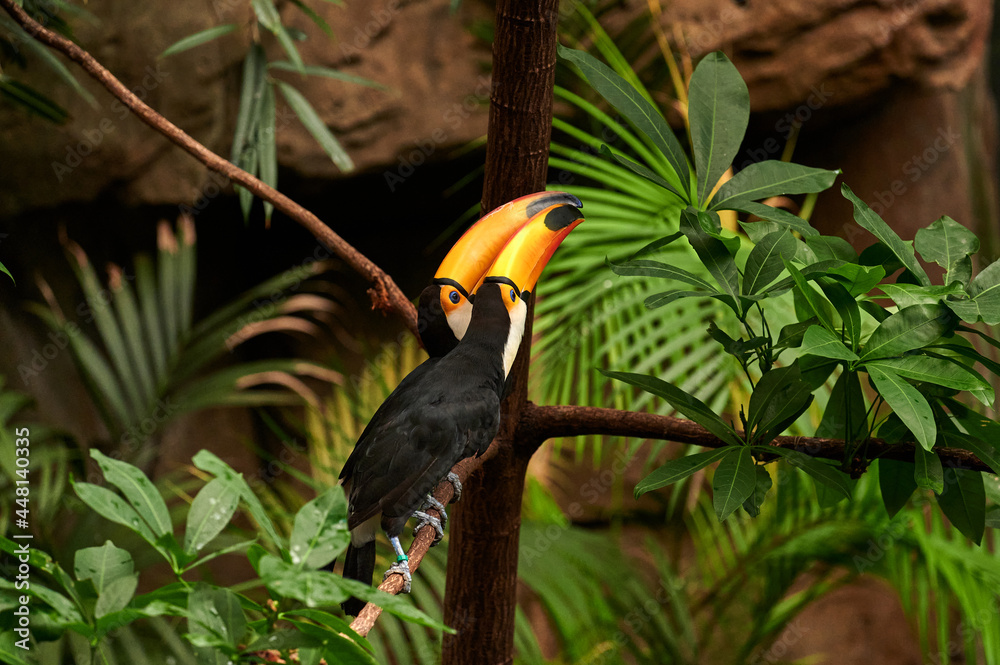 Pair of Toco Toucan (Ramphastos toco), piciform bird of the ...