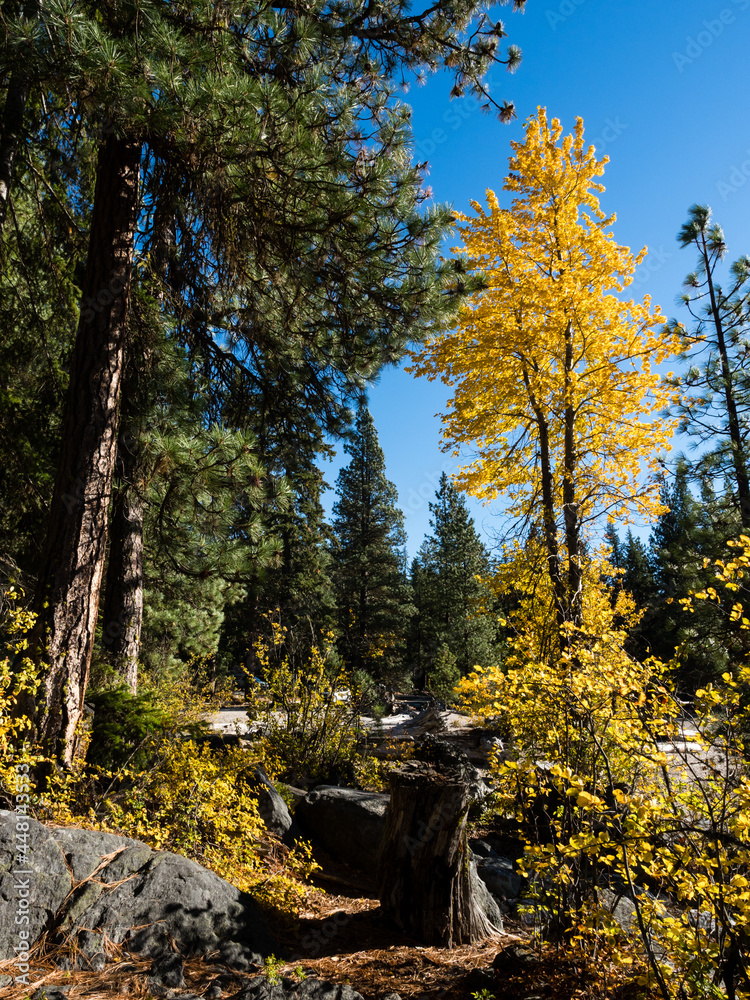 Fall foliage on the banks of Lake Wenatchee - Washington state, USA ...