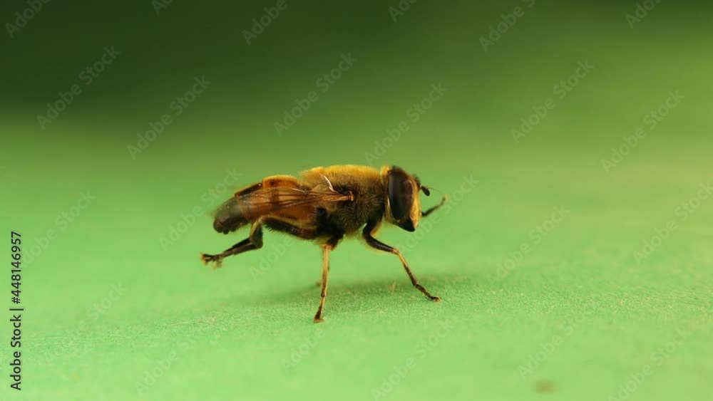 Vidéo Stock Flower fly cleaning itself on green background. Also called ...