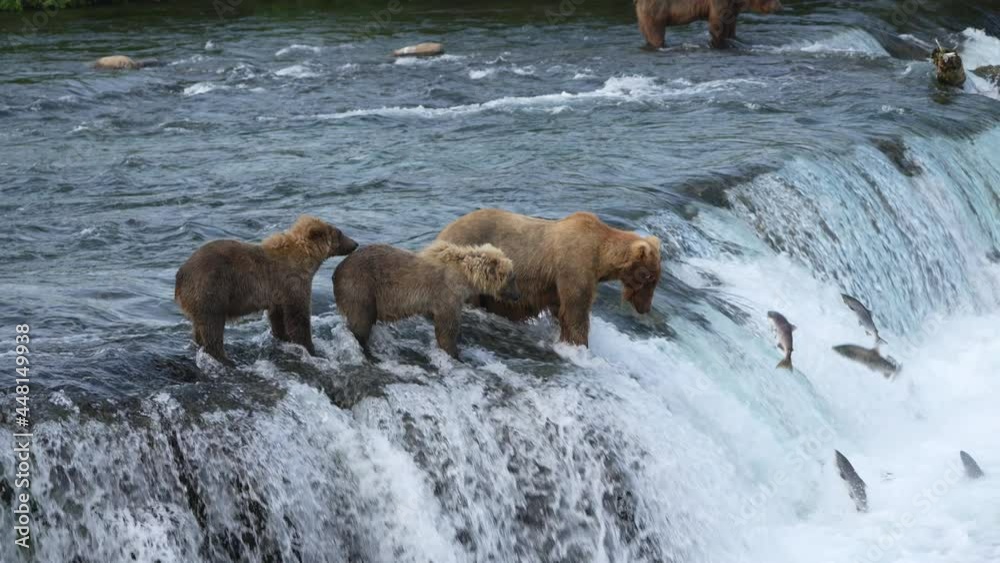 Brown Bear (#128 Grazer) with her two yearling cubs Catches a Sockeye ...