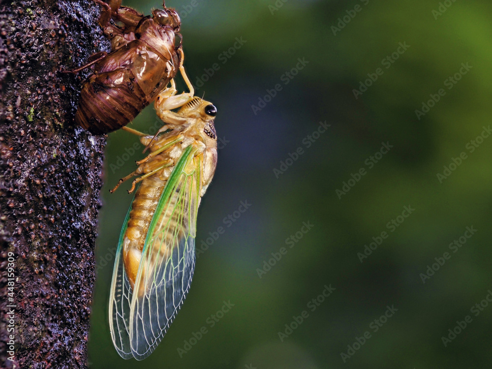 Tokyo,Japan-July 31, 2021: Newly emerged cicada on a wet bark in Japan ...