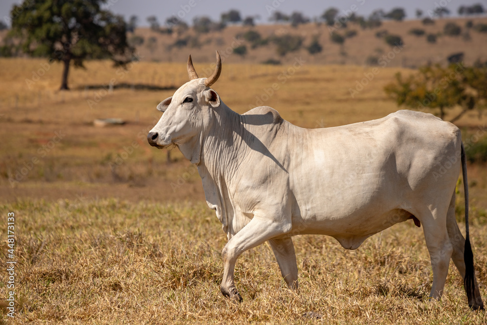 Adult cow in a farm Stock Photo | Adobe Stock