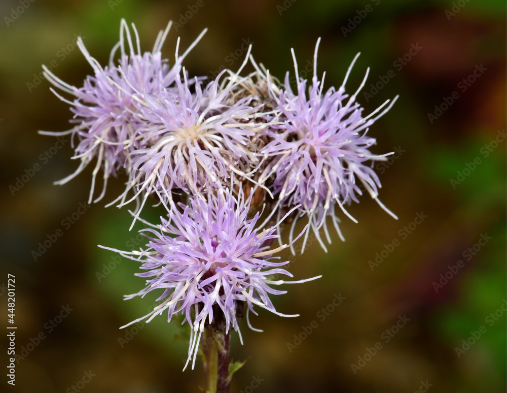 Creeping thistle, field thistle // Acker-Kratzdistel, Ackerdistel ...