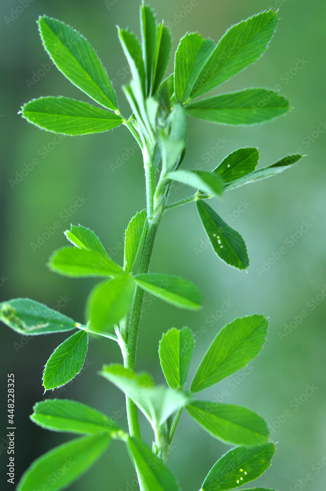 Young Alfalfa Plant