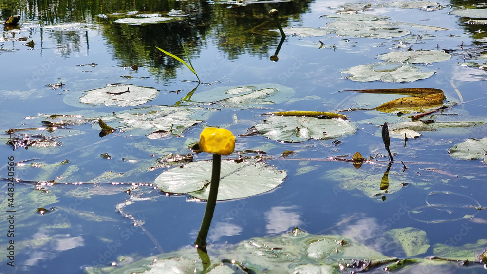 Yellow water lily. Yellow flower of Water lily or Nymphaea aquatic ...