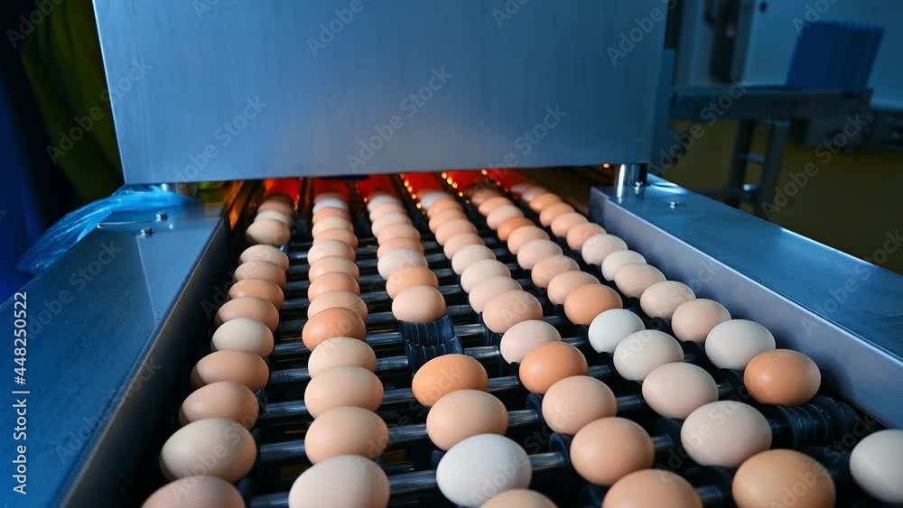 Conveyor line with eggs in action. Agriculture technology for eggs ...