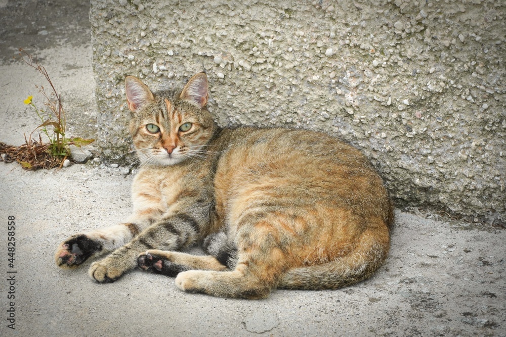 Feline cat theme with vignette effect. Close up and front view of cat ...